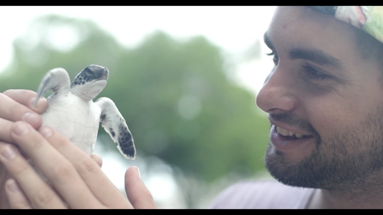 Saving Sea Turtles Youtube