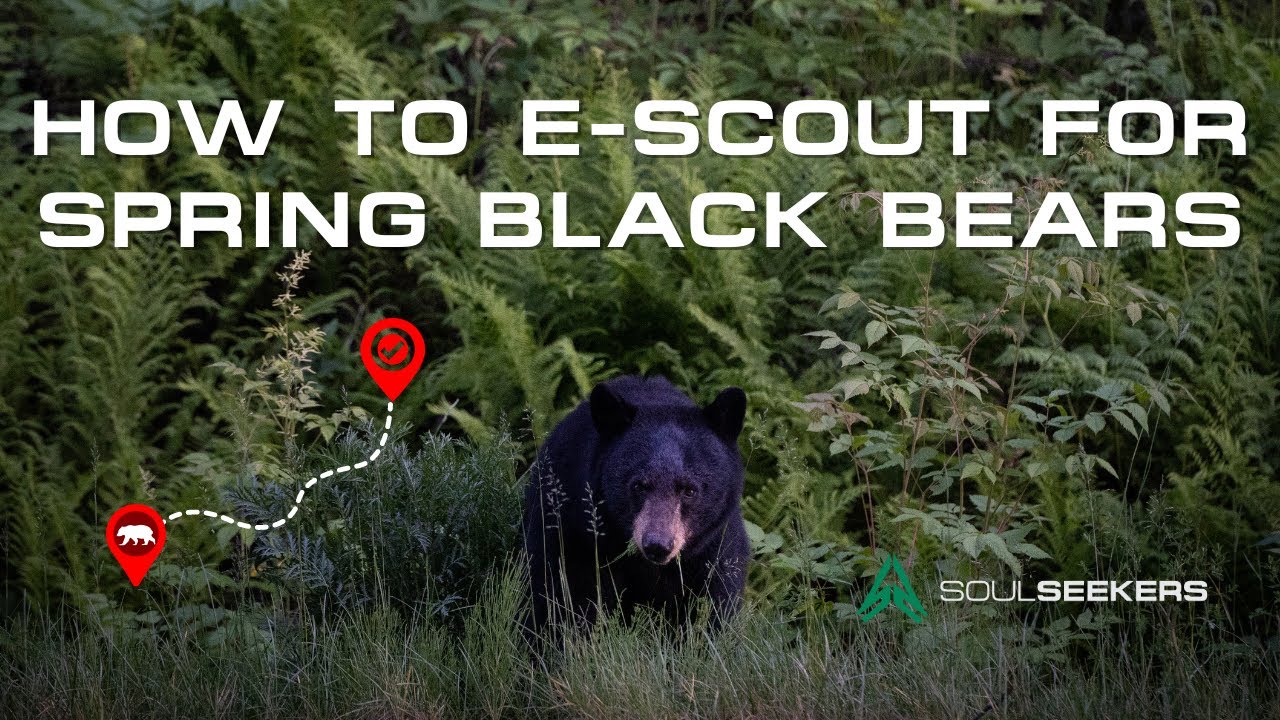 E Scouting For Spring Black Bear Youtube