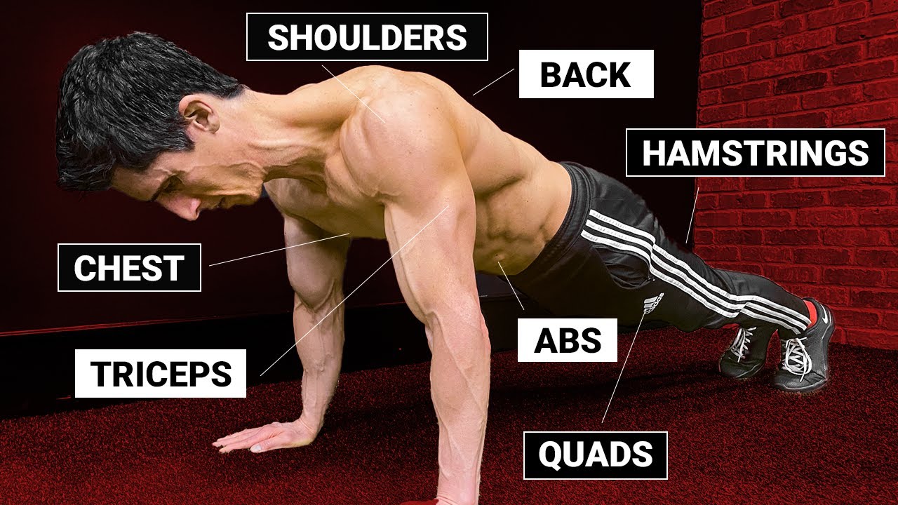 How To Build Back Muscle How To Build Info