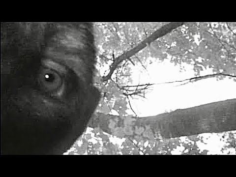 Trail Cam Attacked By Terrifying Unknown Animal Youtube