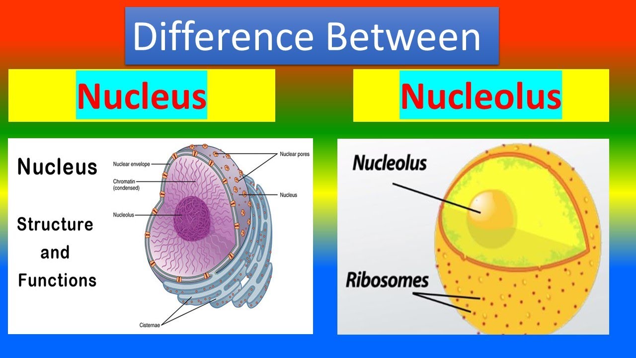Nucleus Morphology Function