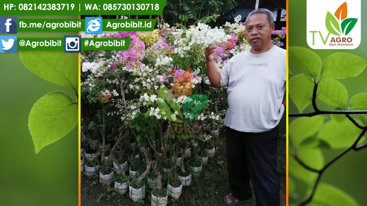Jual Tanaman Bunga Bougenville Murah Youtube