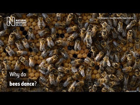 Why Do Bees Dance When They Find Food