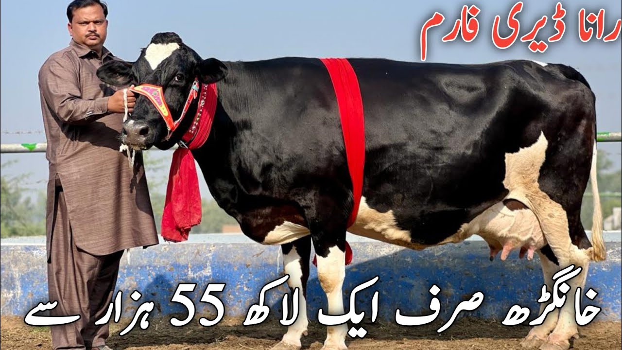 Rana Dairy Farm Imported Australian Cows Jersey Cows Cross Breed