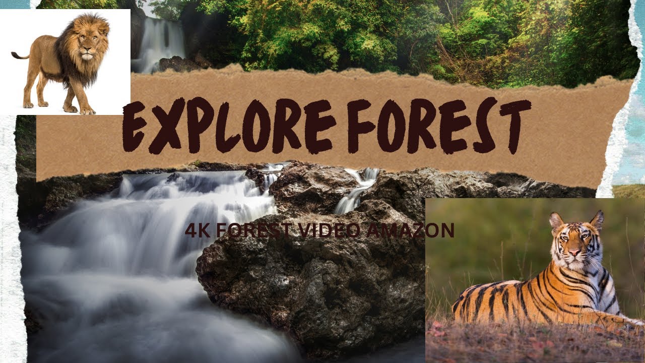 4k Forest Video Sound Youtube