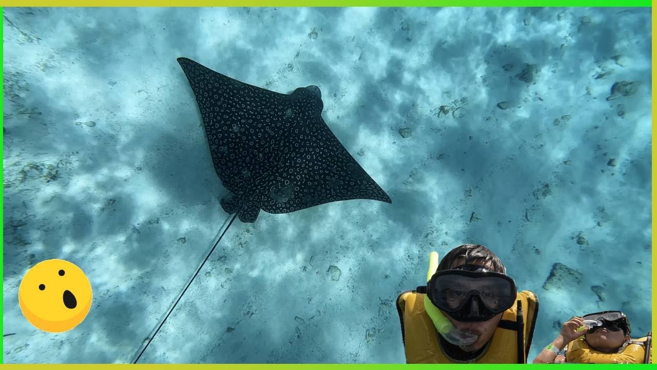Nadamos Con Mantarrayas Cozumel Youtube