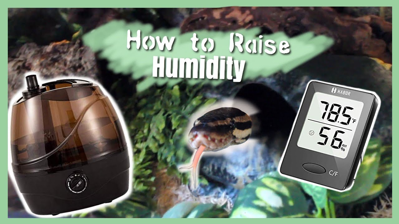 How To Make A Ball Python Humidity At Janie Clark Blog