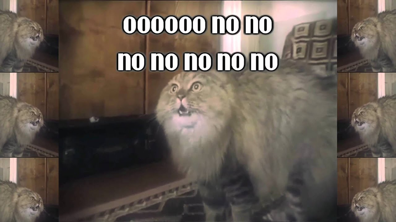 No No No Cat Meme