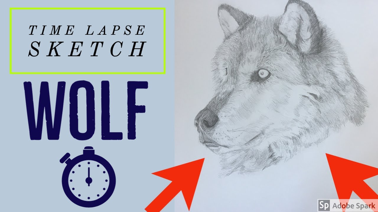 Timelapse Sketch Wolf Youtube