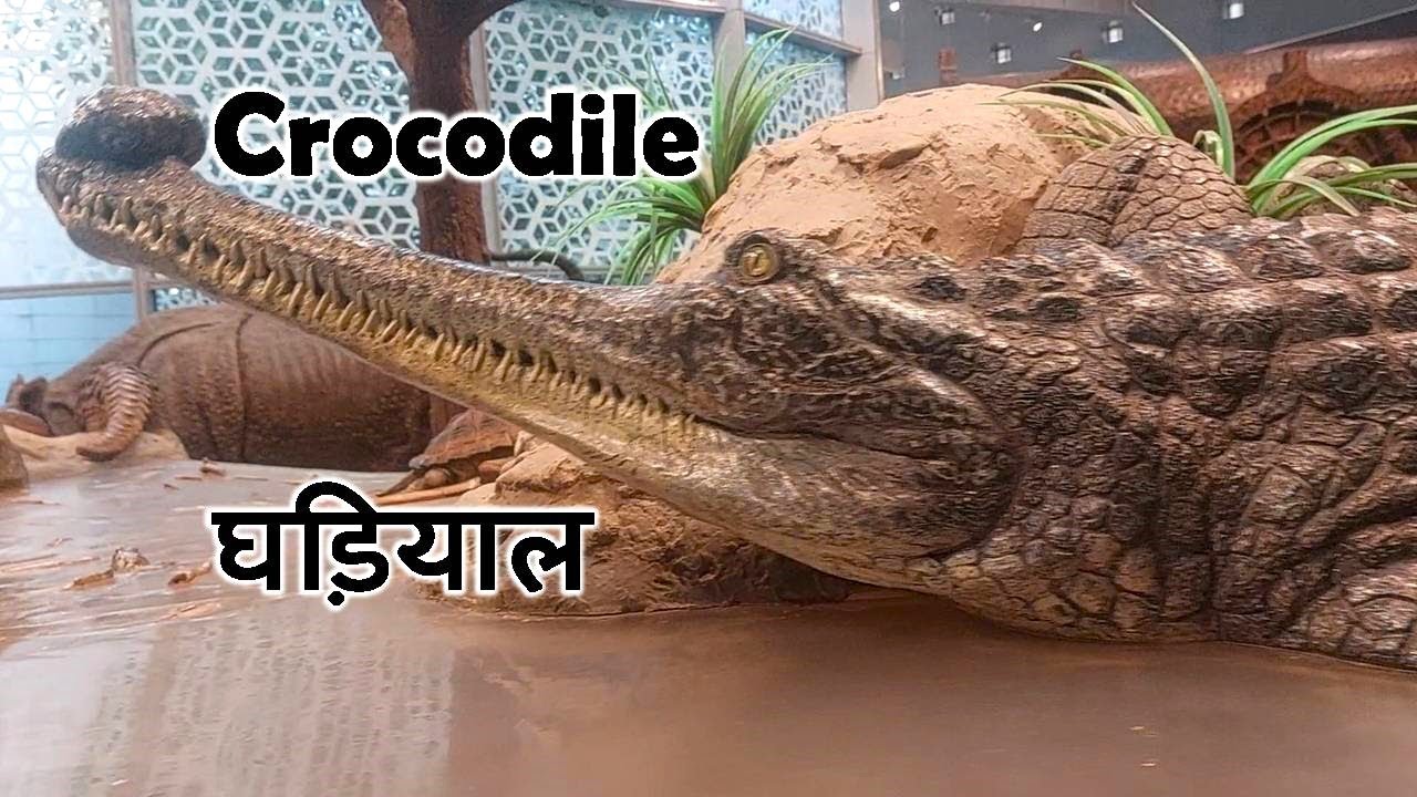 Wildlife Crocodiles Alligators Caimans Gharials Documentary
