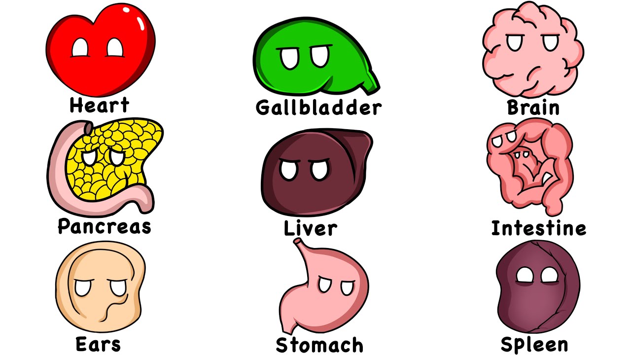 Every Human Organ Explained In 11 Minutes Youtube
