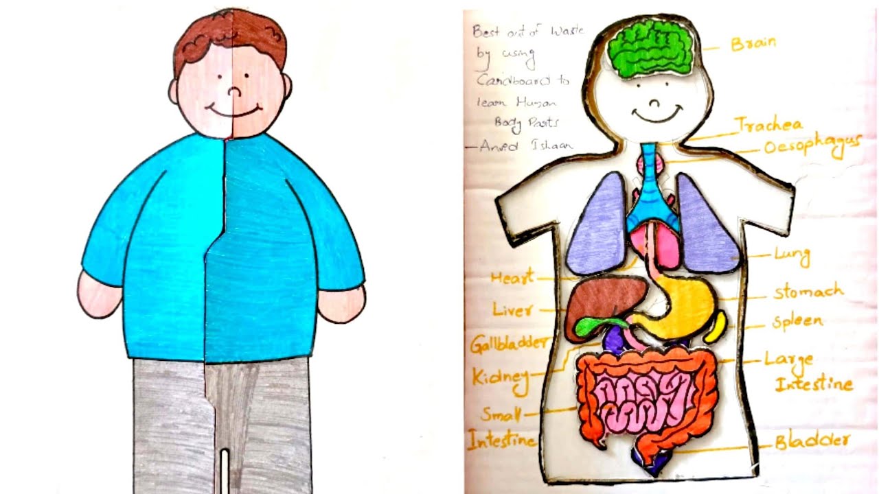 Human Body Parts Images For Project Infoupdate Org