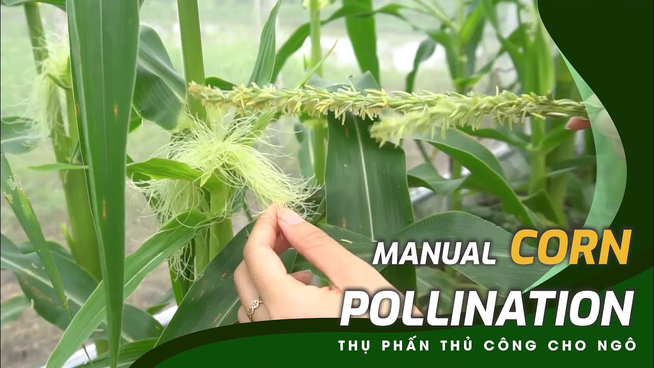 Manual Corn Pollination Thá Pháº N Thá Cã Ng Cho Ngã Youtube
