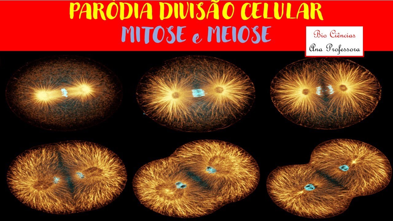 Paródia Mitose E Meiose Divisão Celular Xibom Bombom Youtube