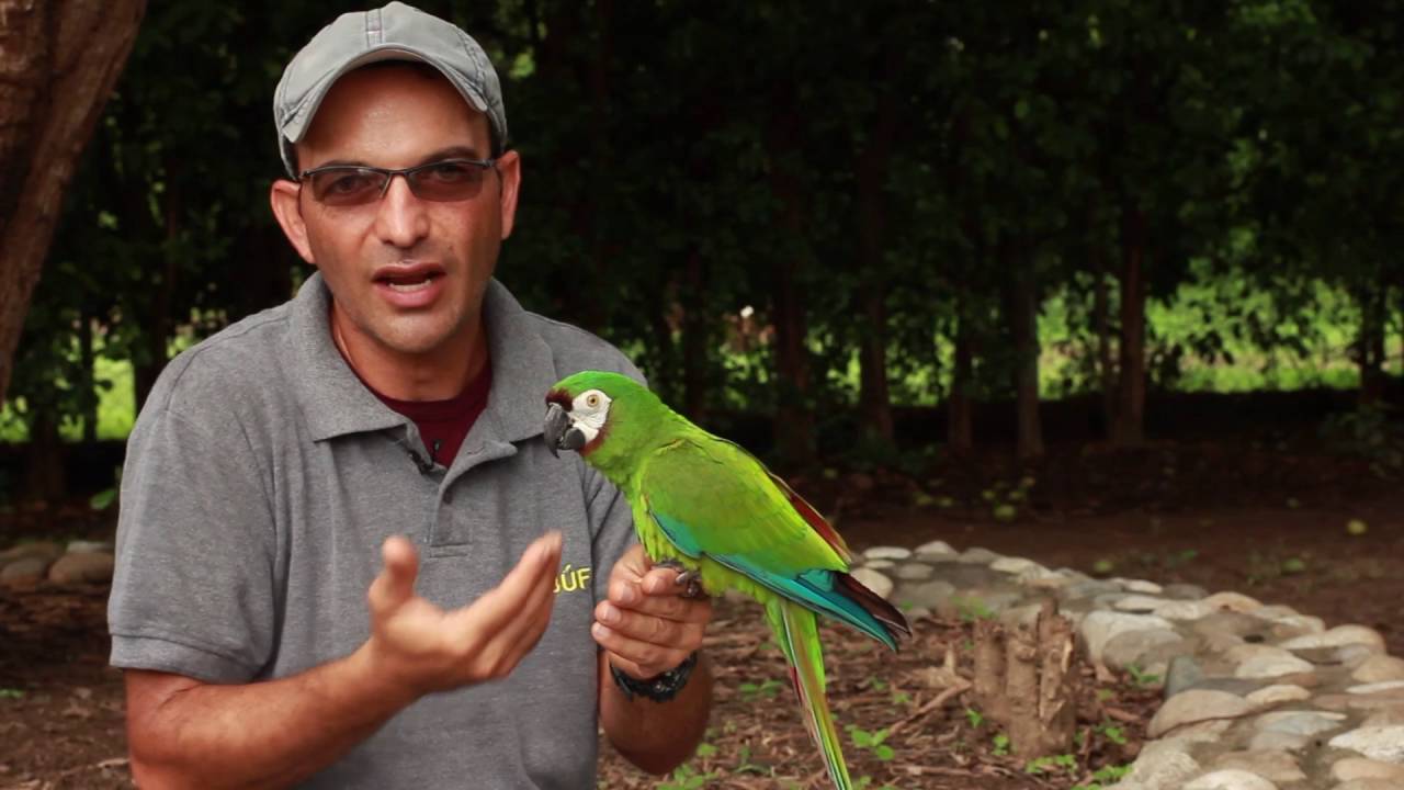 Conservación De Especies Guacamayo Ara Severa Youtube