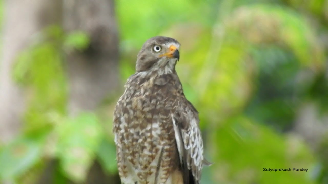 White Eye Buzzard Youtube