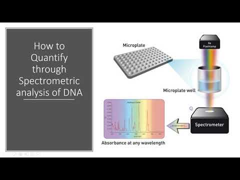 Dna Quantification Youtube