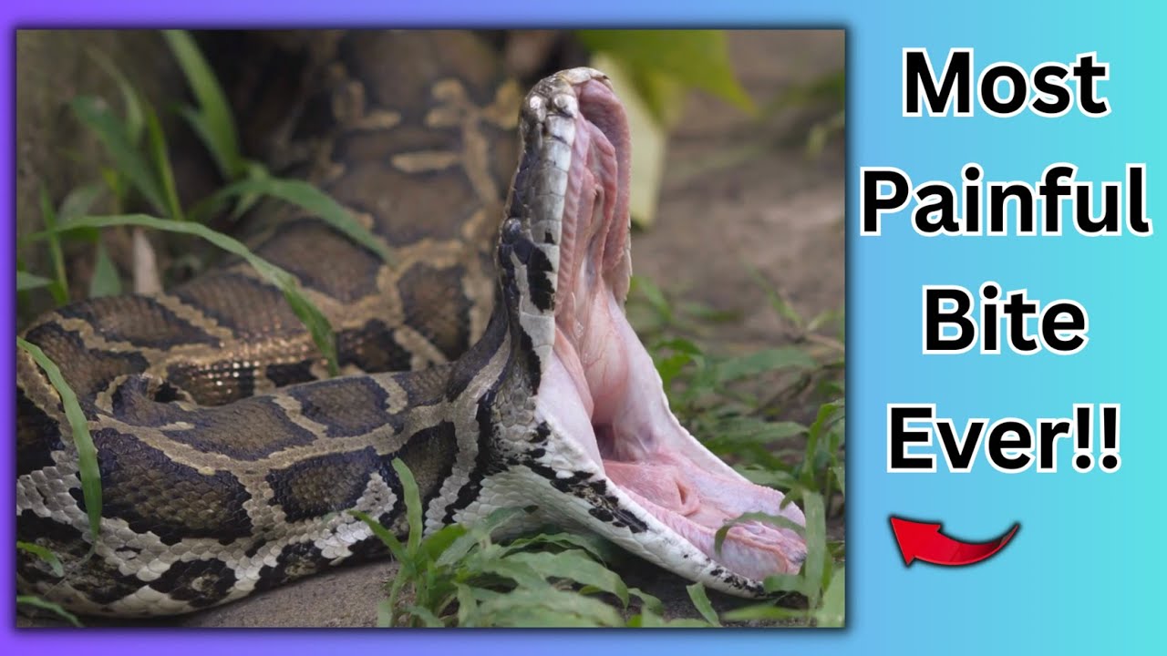 I Was Bit By A Burmese Python Youtube