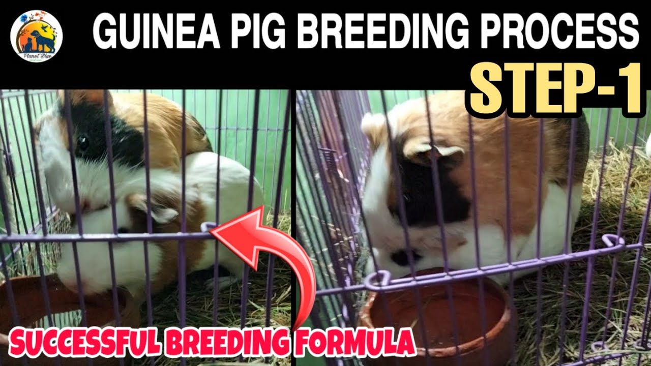 Guinea Pig Breeding Process Step By Step Step 1 Introduce Male With