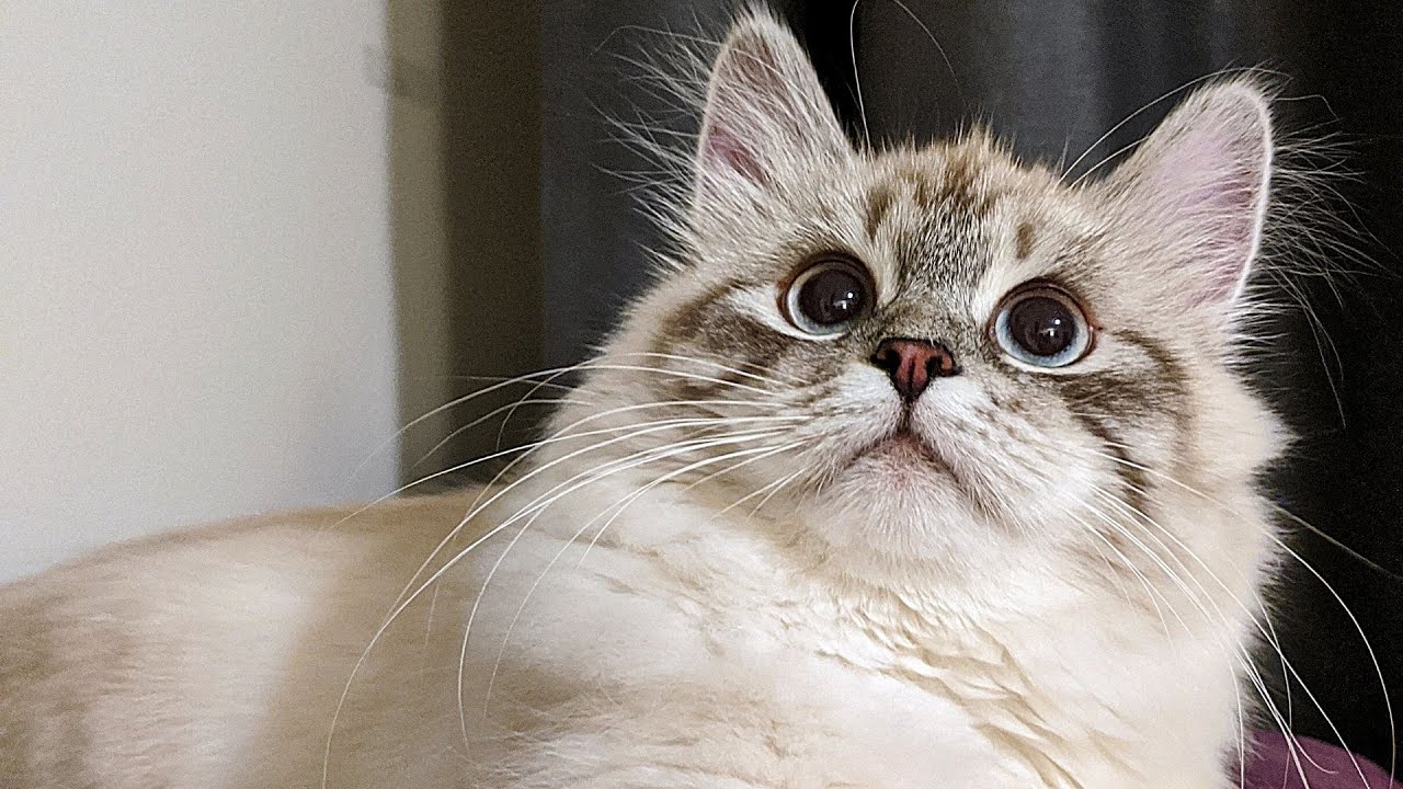 How To Care For Your Cat Basic Cat Care Needs Housepetscare