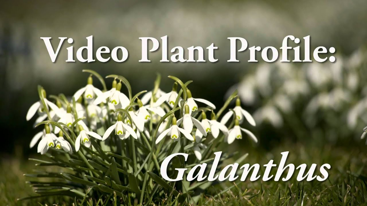 Video Plant Profile With Jon Peter Galanthus Youtube