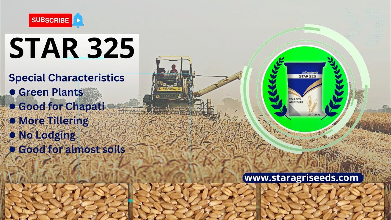 à à à à à š à à à Star 325 Research High Yield Wheat Variety By Star Agriseed