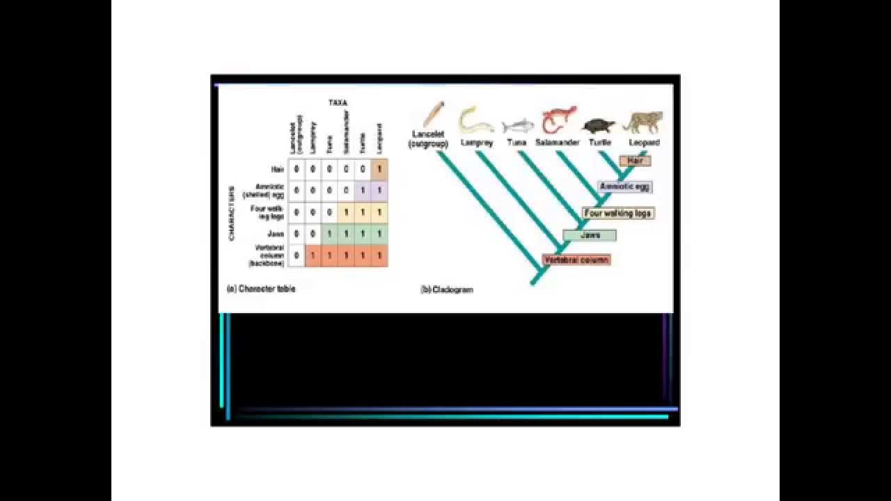 Cladograms Youtube