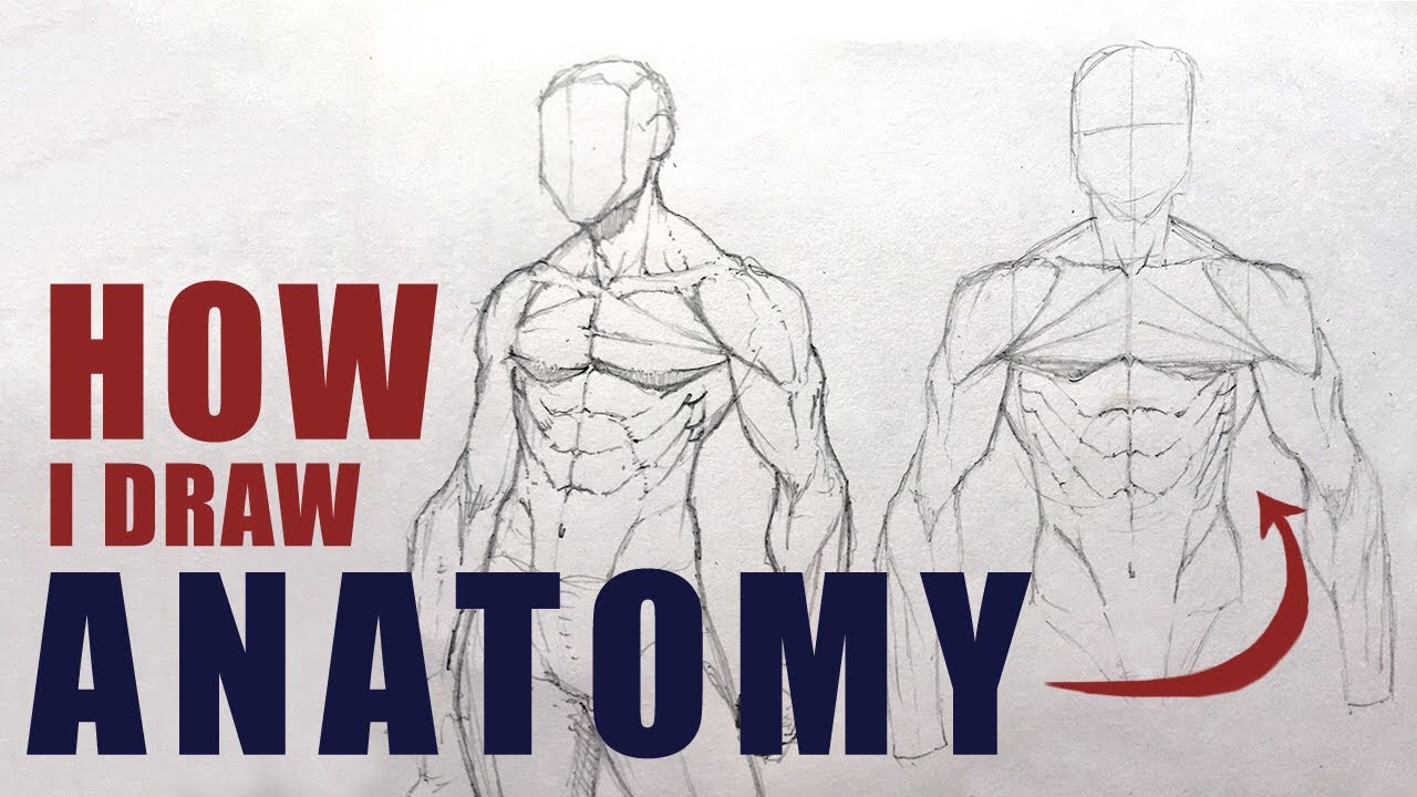Drawing Practice Anatomy Youtube