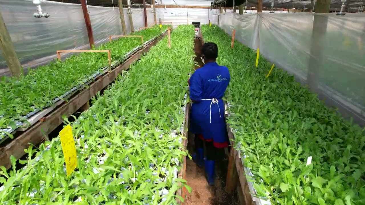 Rooting House Youtube