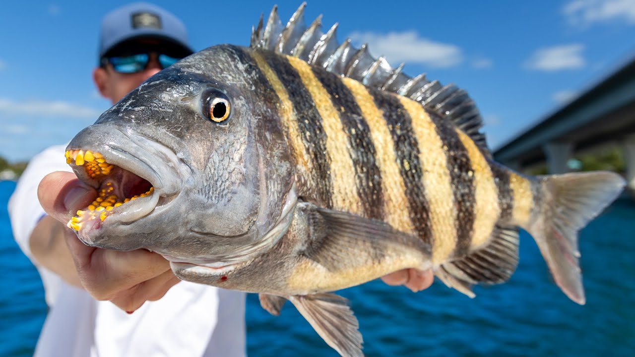 Sheepshead Fish Human Teeth