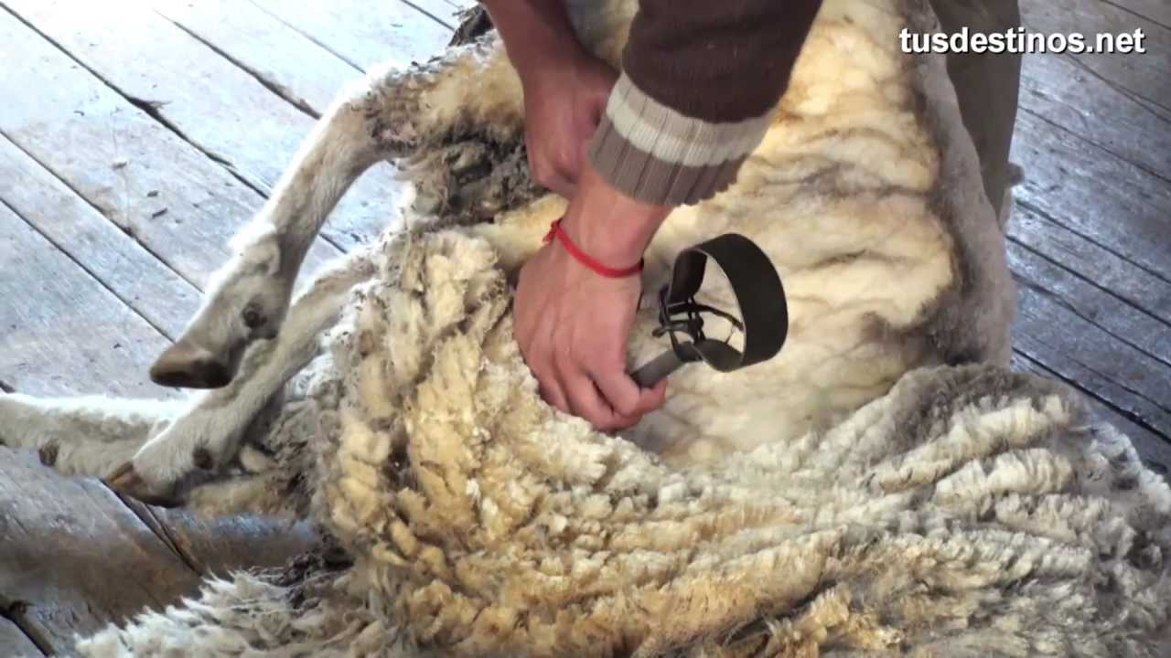 Esquilar Una Oveja Método Tradicional Trasquilar Lana Con Tijera