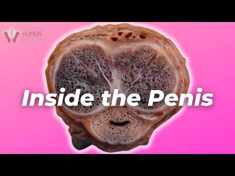 How An Erection Works Youtube