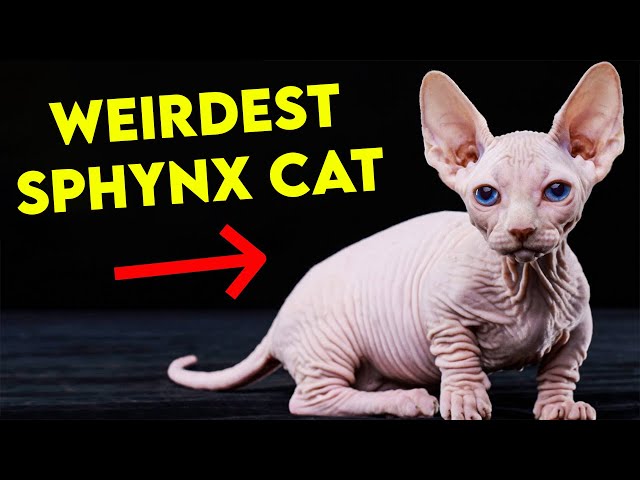 Munchkin Sphynx Cat Sphynx Cat 101 Learn All About Them