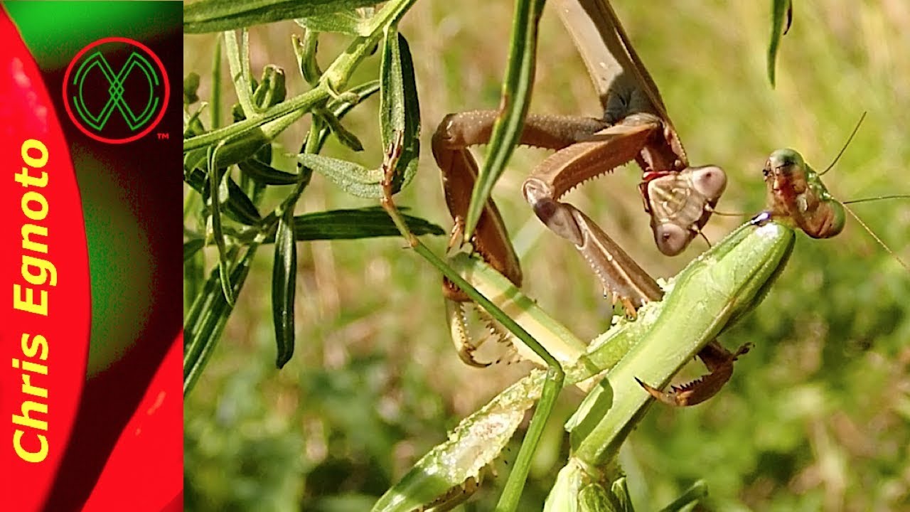 Praying Mantis Fight One Praying Mantis Attacks Another Youtube