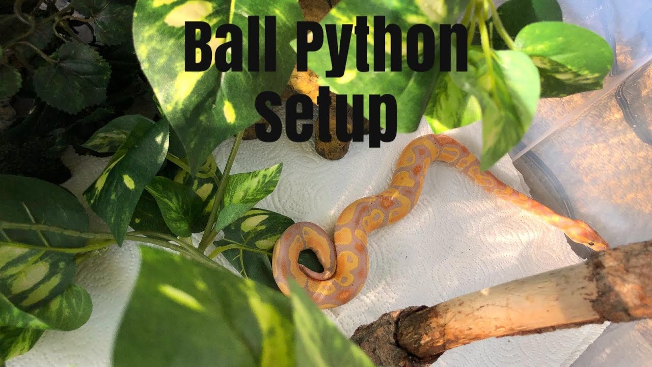 Ball Python Enclosure Setup Youtube