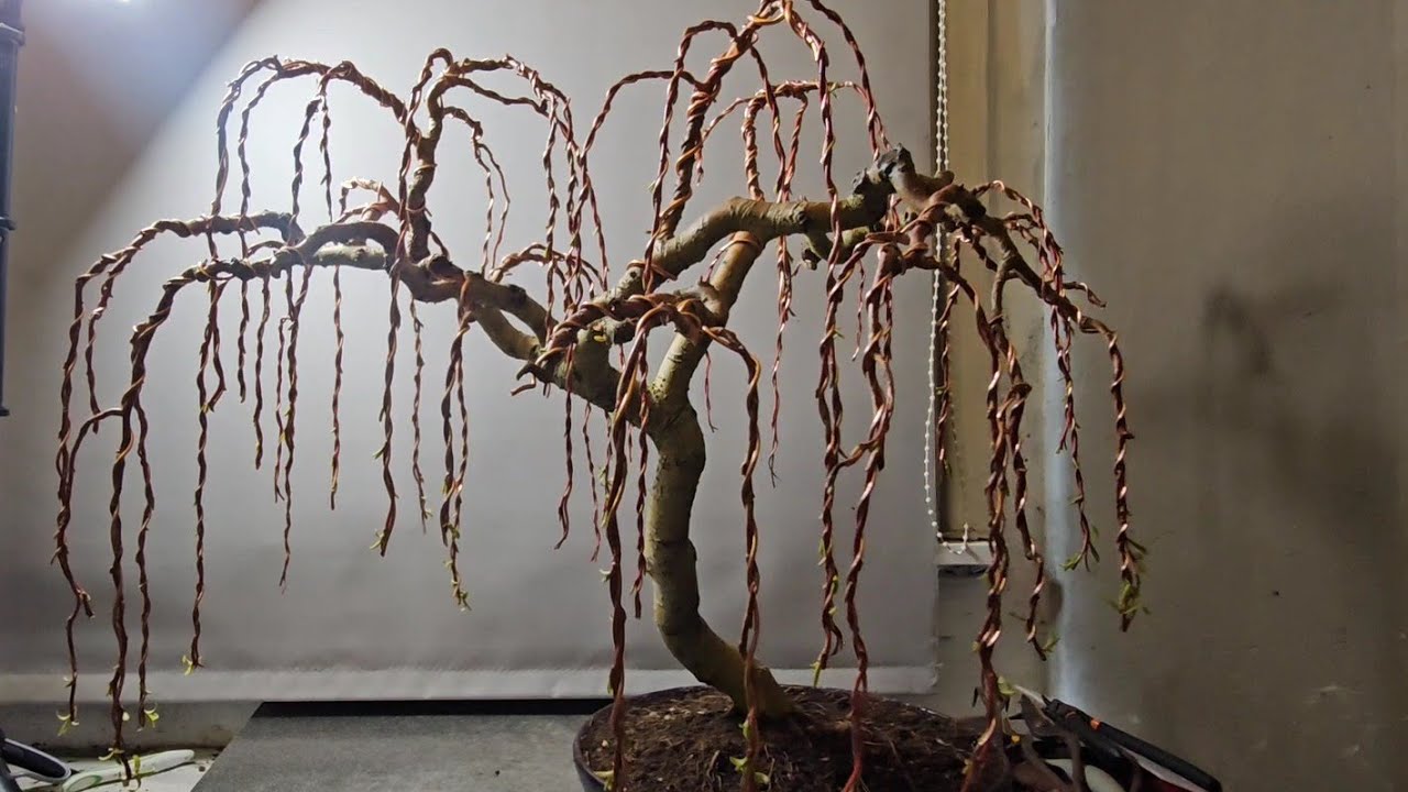Corkscrew Weeping Willow Bonsai Wakes Up This Spring Youtube