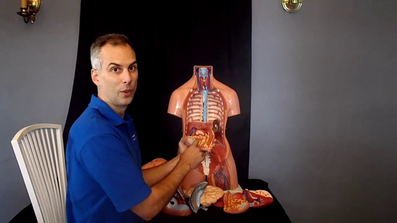 Full Size Human Anatomy Model Part 2 Youtube