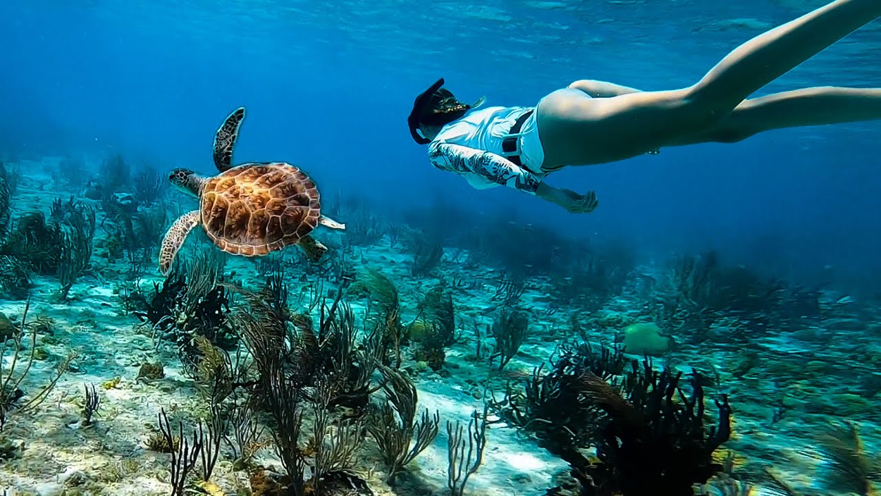 An Underwater Paradise S3ep8 Youtube