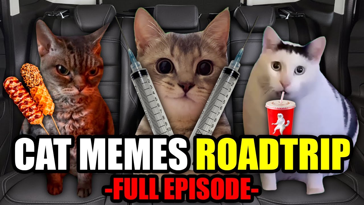 Cat Memes Roadtrip Compilation Full 1 Hour Youtube