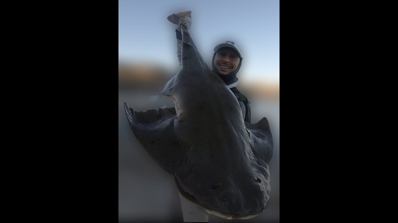 46 Angel Shark In San Luis Obispo
