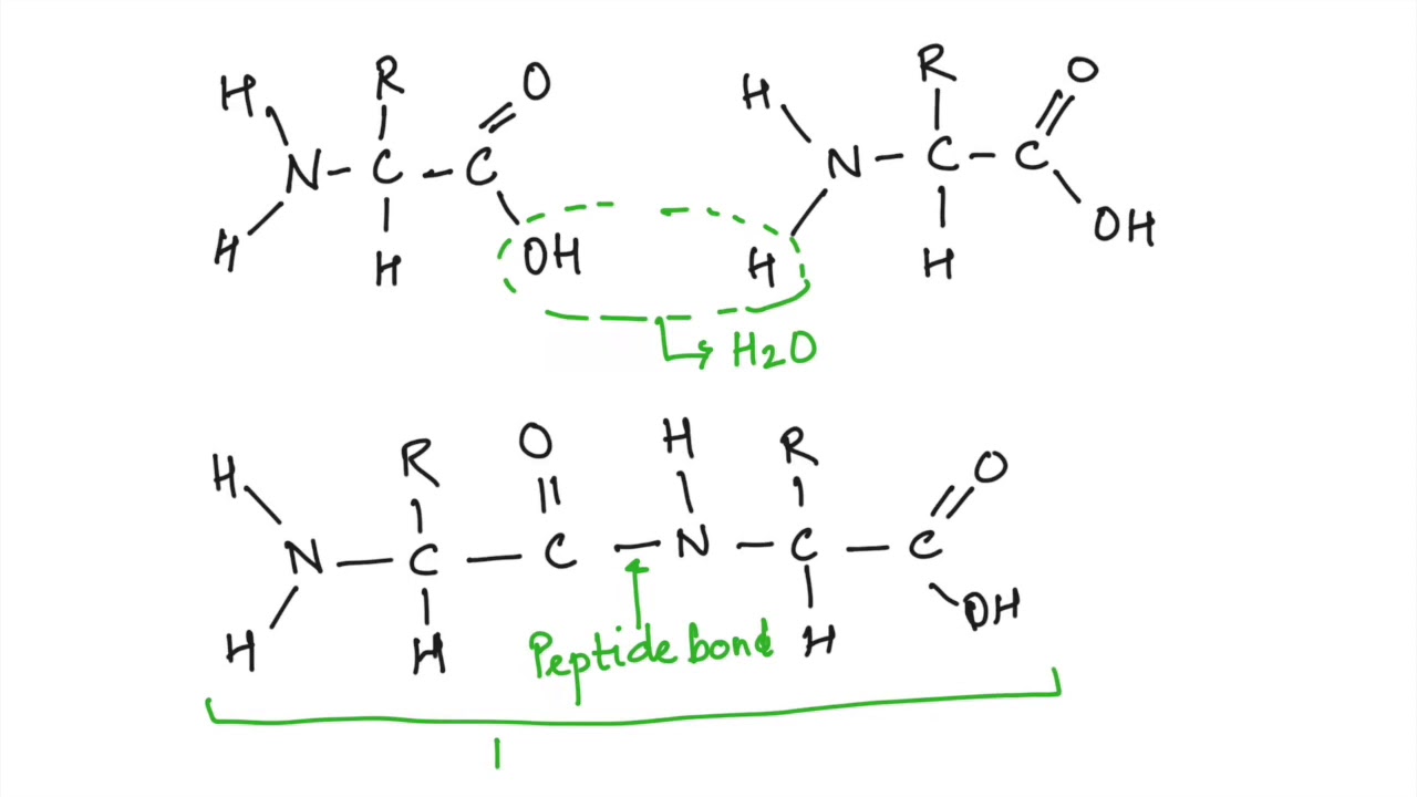 Peptide Bond Diagram