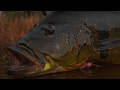 Rio De Gigantes Epic Fly Fishing For Giant Peacock Bass Official ...