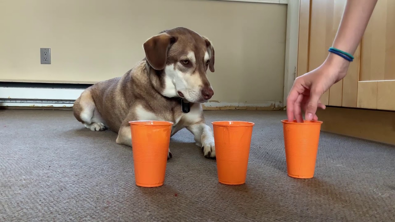 The Cups Challenge Youtube