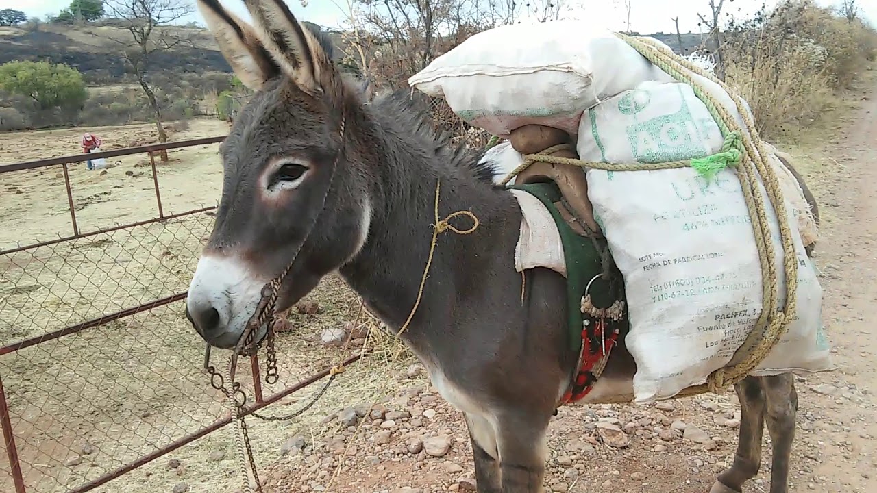 Burro Con Carga Burro Episodio 1 Youtube