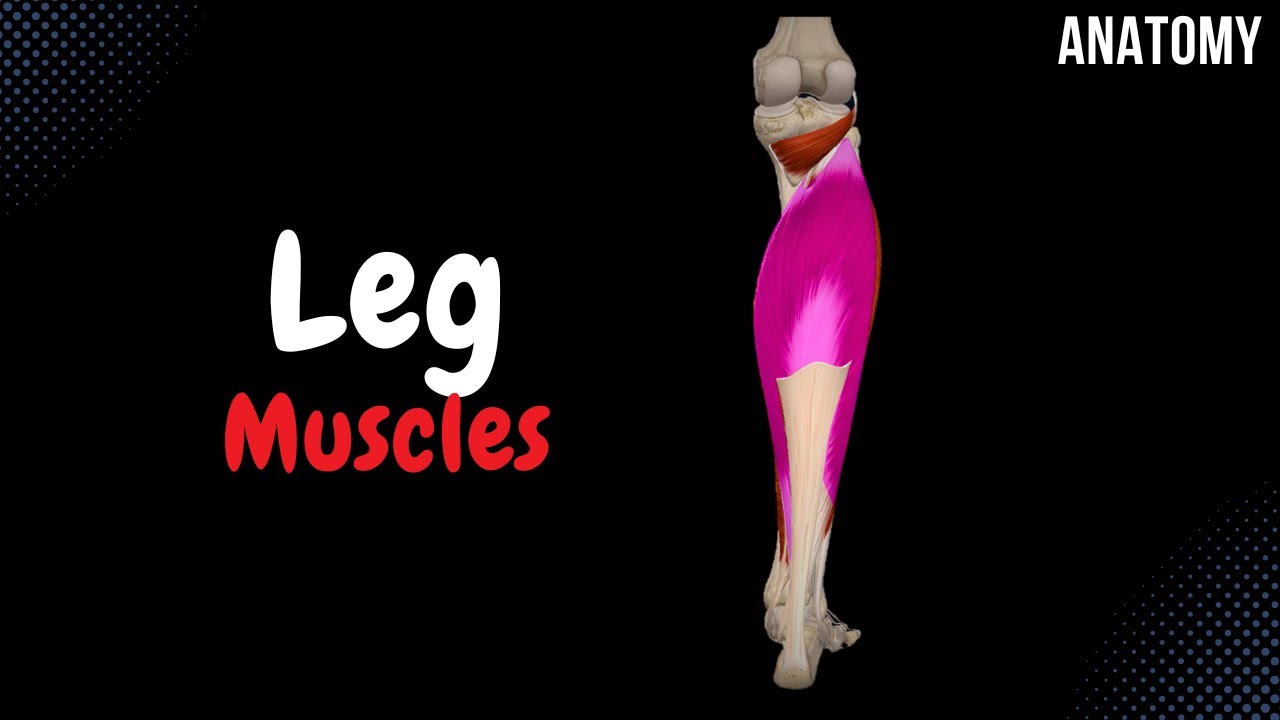 Muscles Of The Leg Division Origin Insertion Functions Youtube