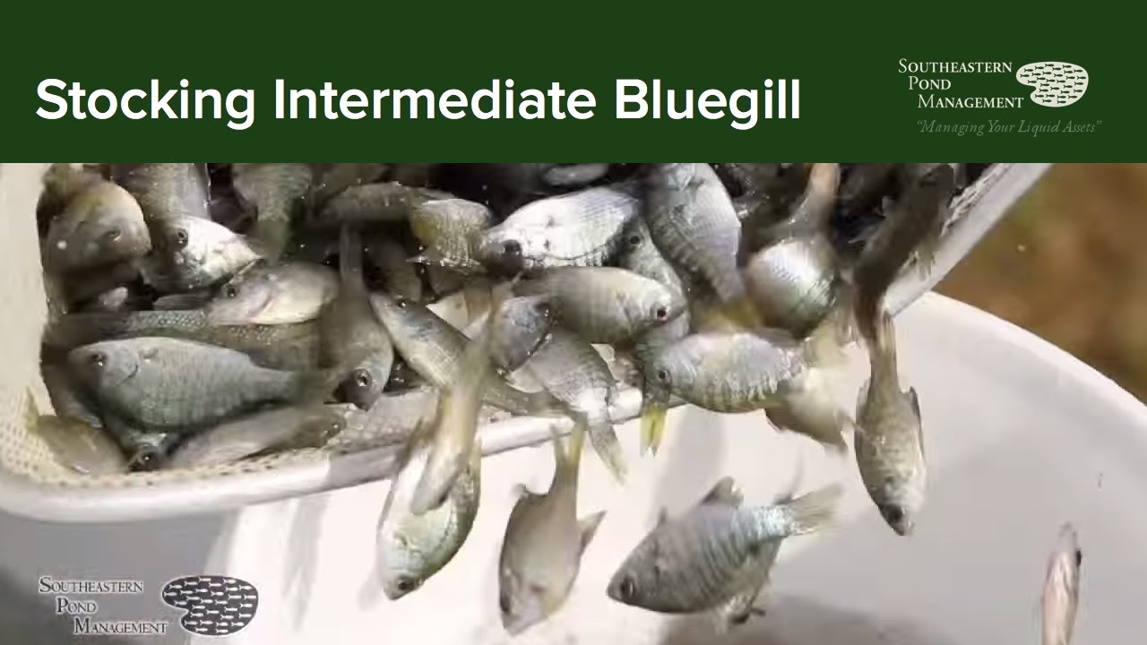 Stocking Intermediate Bluegill Youtube