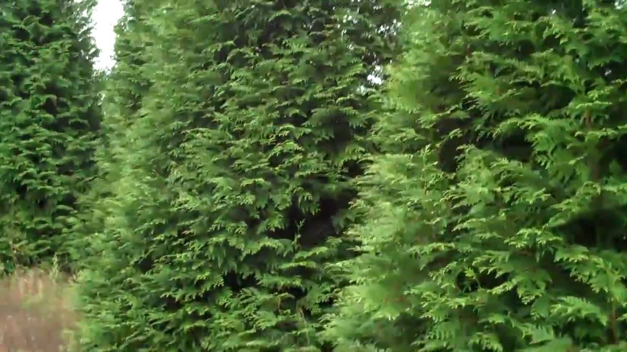 Cedar Trees Ready To Plant W Chris Orser Landscaping Youtube