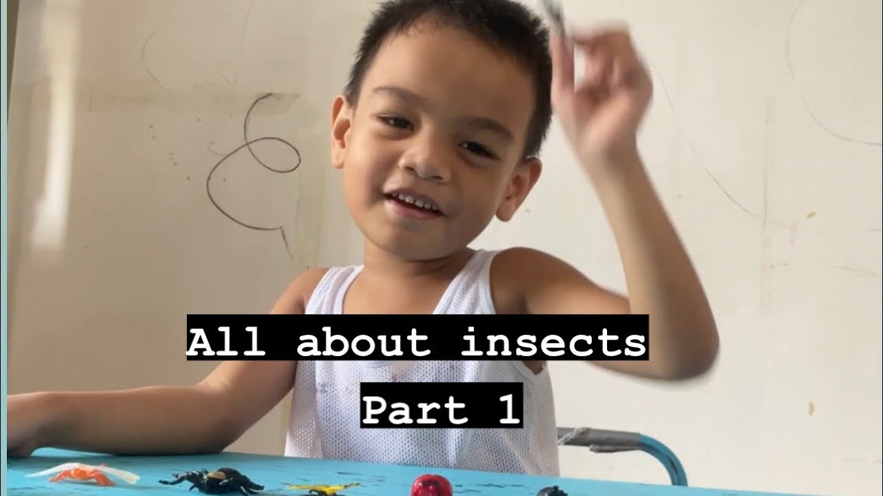 Insects Youtube