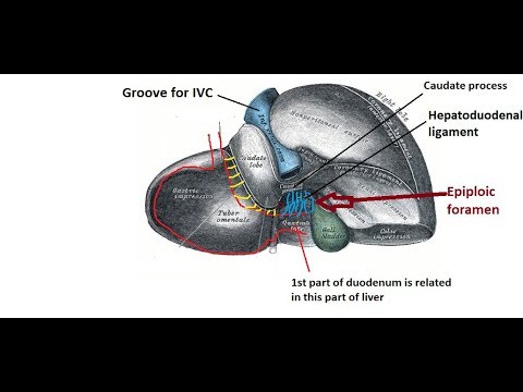 Epiploic Foramen Easy And Brief Description Youtube