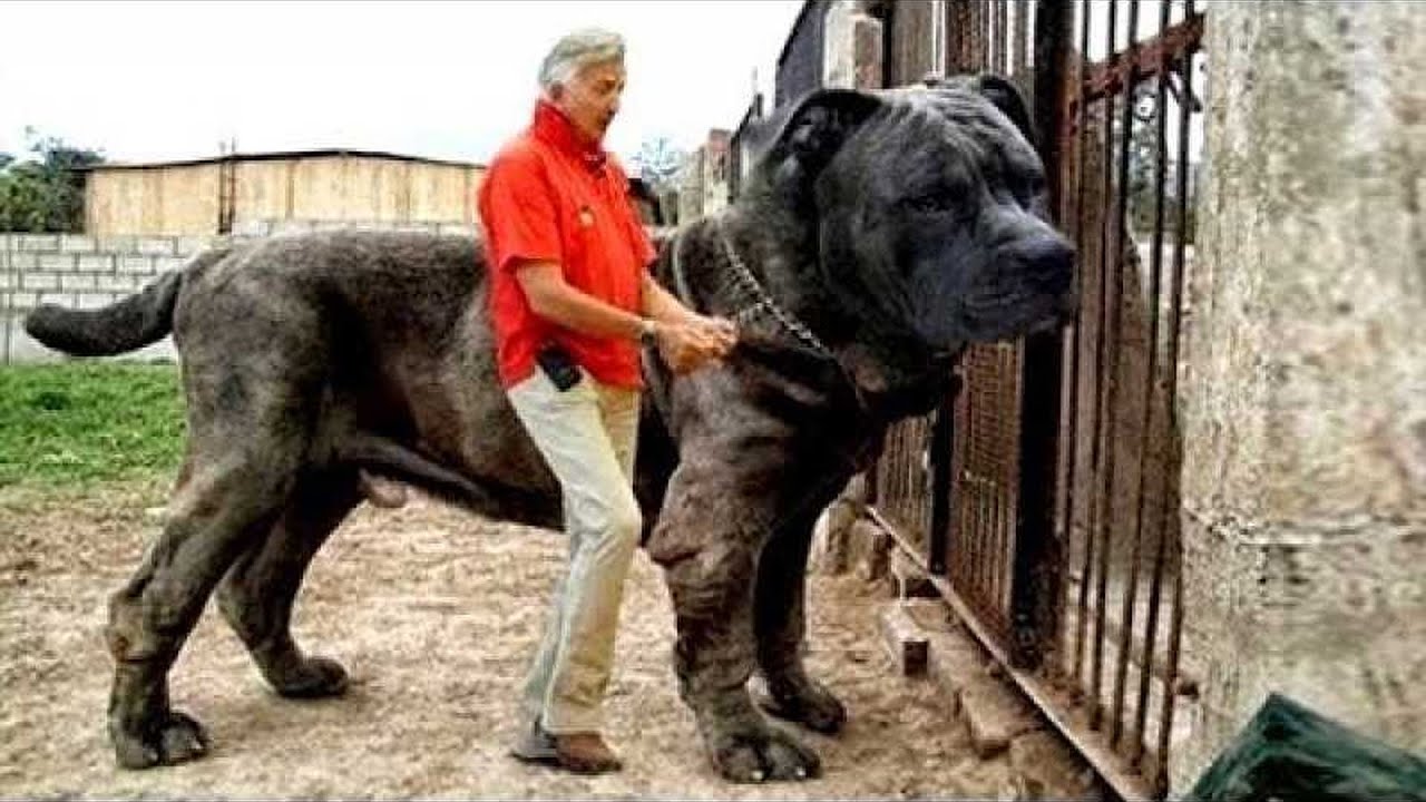 20 Most Illegal Dog Breeds In The World Seniors Discount Club